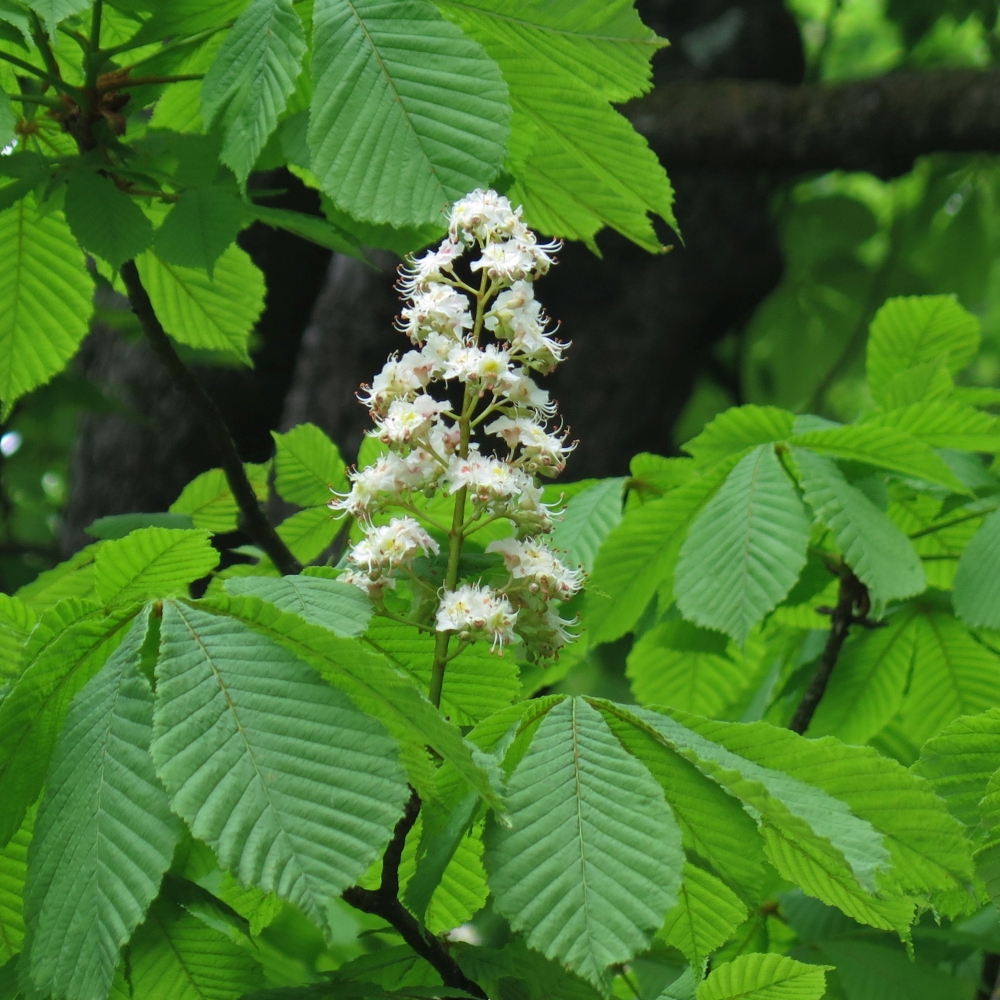 Divji kostanj » Mestna občina Ljubljana