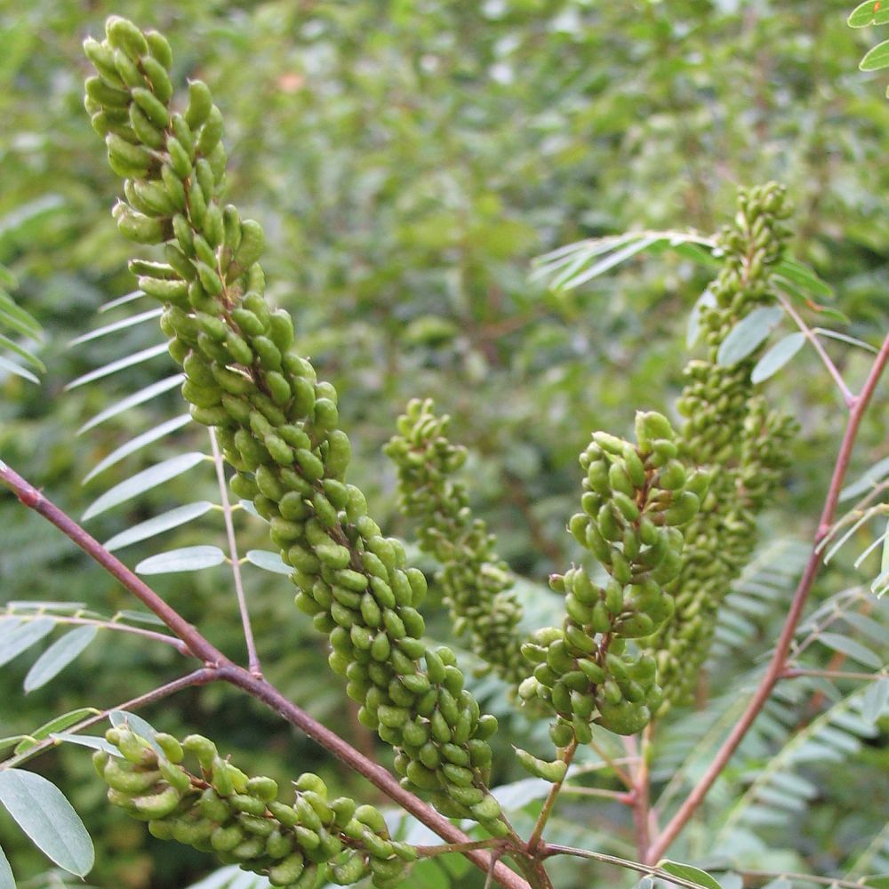 Navadna amorfa » Mestna občina Ljubljana
