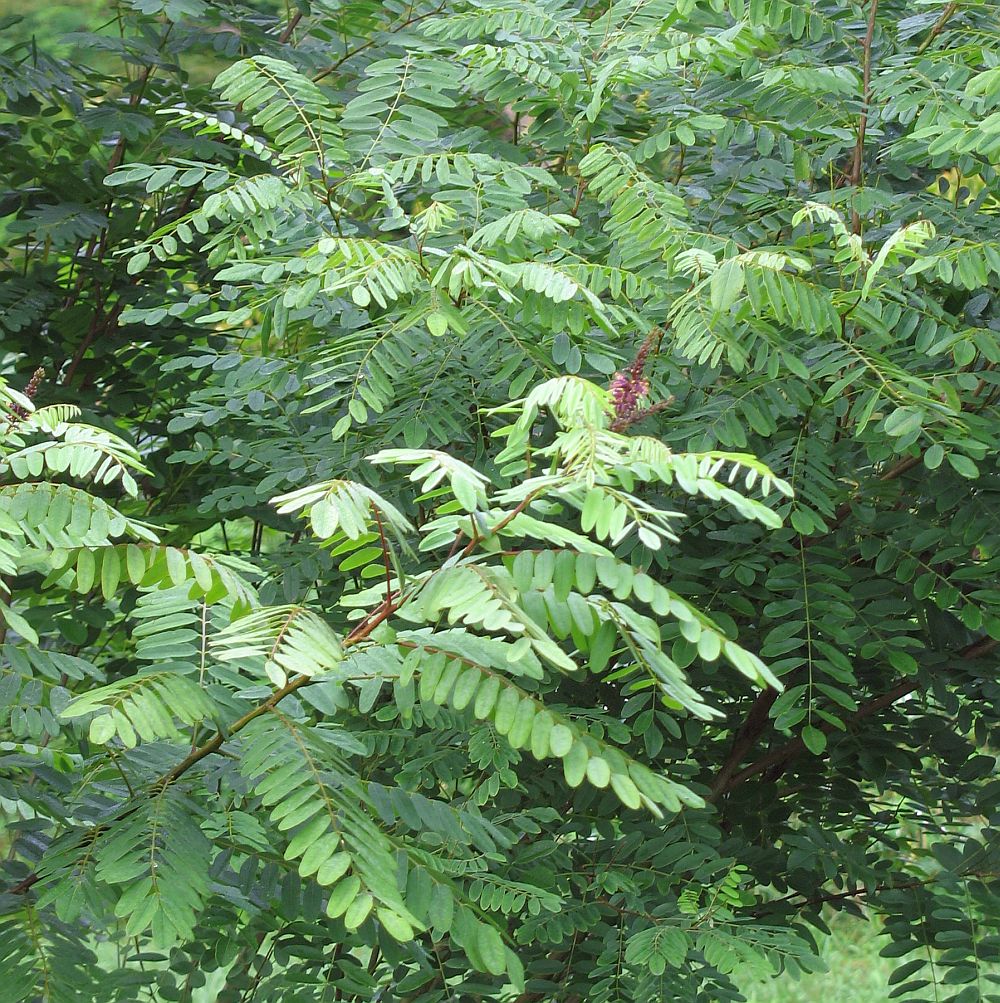 Navadna amorfa » Mestna občina Ljubljana